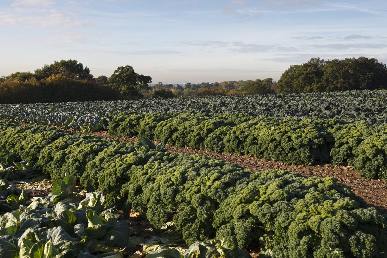 About Us | Calcott Hall Farm